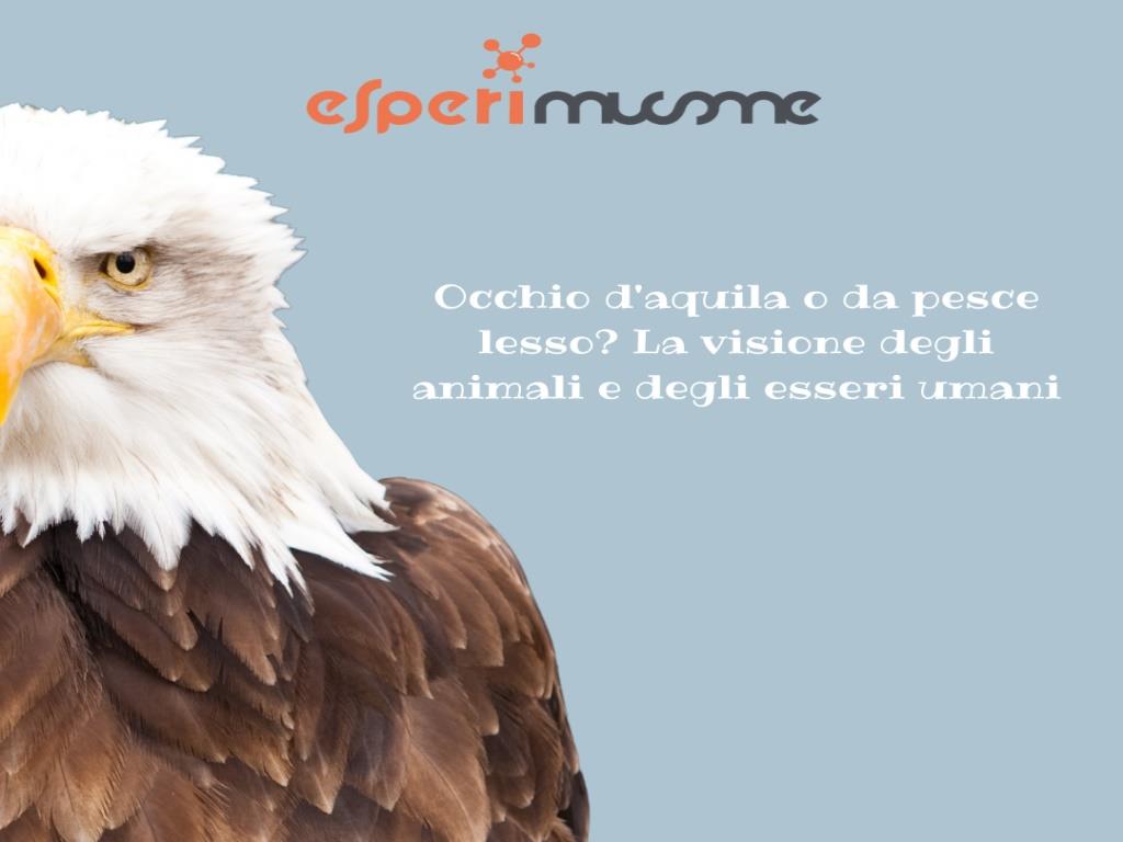 EsperiMUSME-Occhio d'Aquila o da pesce lesso? - Padova