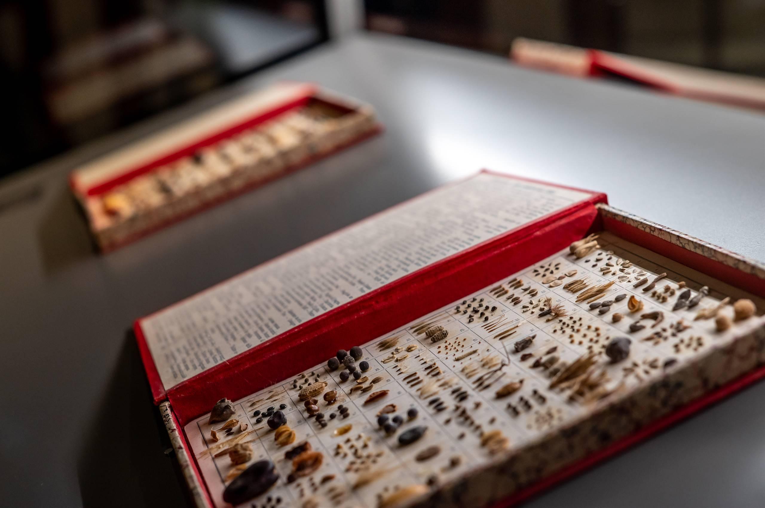 The Botanical Museum