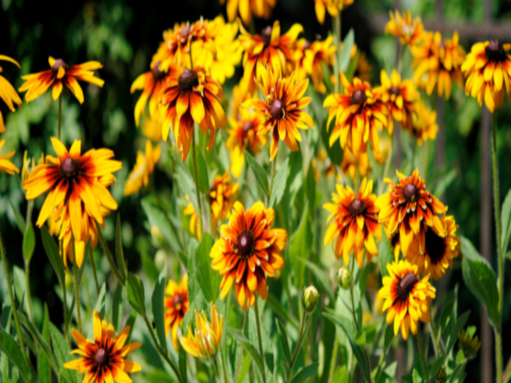 Summer at Botanical Graden - Padova